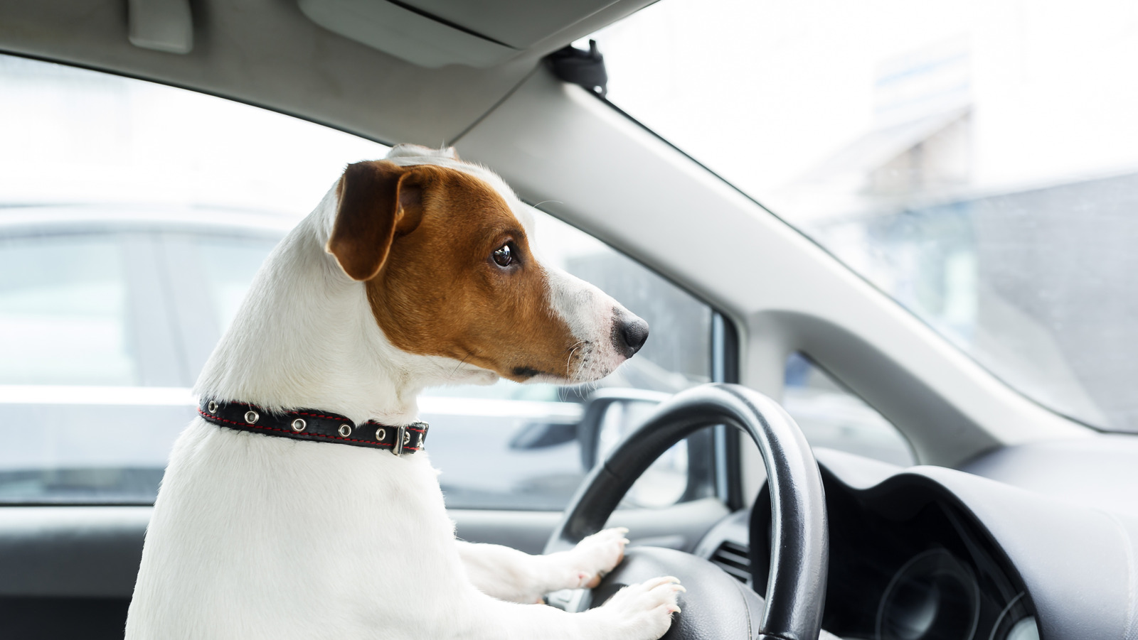 5 Of The Most Dog-Friendly Cars On The Market Today