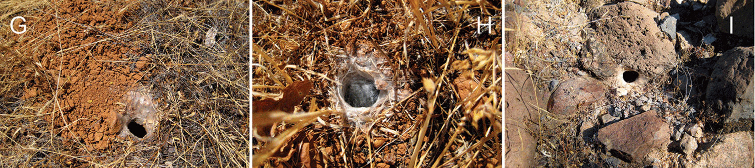New Johnny Cash Spider Discovered Near Folsom Prison - SlashGear