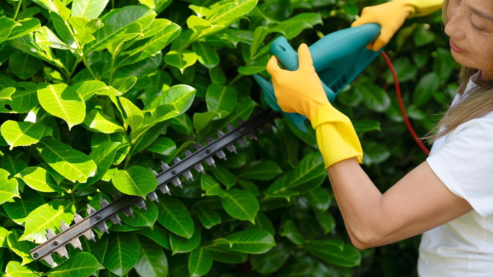 Users Say This Hedge Trimmer Type Is Easier To Use