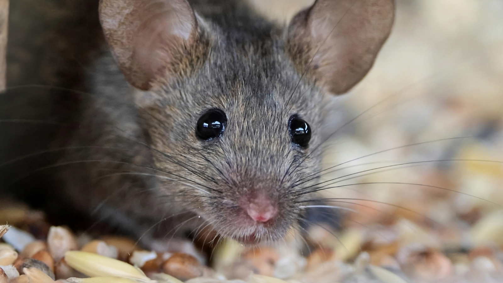 The DIY Fix To Stop Mice From Invading Your Home This Winter