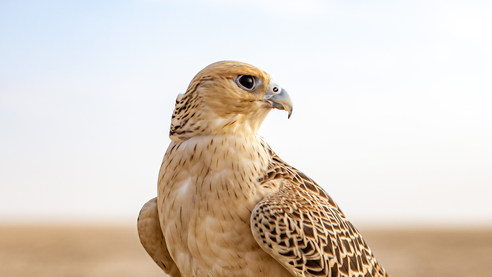 This New Camera System Allows You To See The World From An Animal's ...