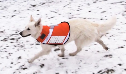 Internet-enabled Messenger Dog concept is brilliantly bizarre [Video ...
