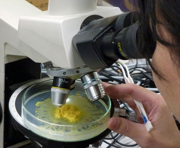Yellow slime mold may hold the key to bio-computers - SlashGear