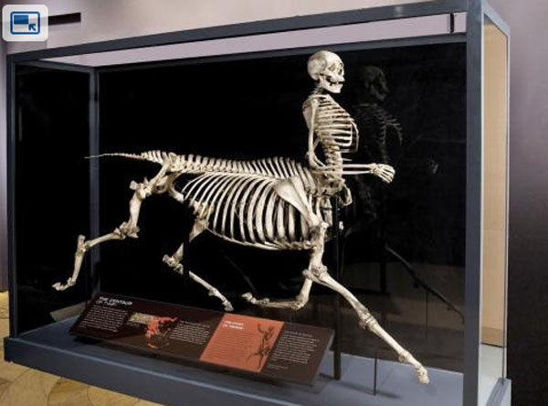 Awesome exhibit shows mythological creature skeletons - SlashGear