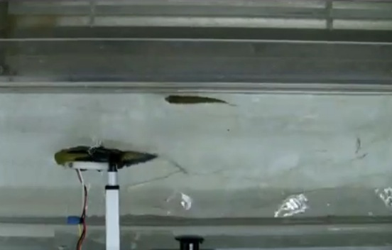 New York scientists prove robotic fish can fit in - SlashGear