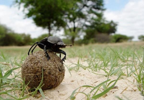 Dung beetle rolls balls of poo by navigating via the Milky Way - SlashGear