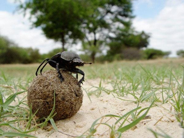 Dung beetle rolls balls of poo by navigating via the Milky Way - SlashGear
