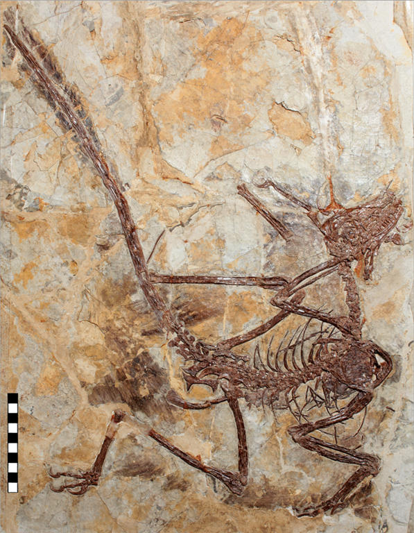 Microraptor terrorized land and water new dino research reveals - SlashGear