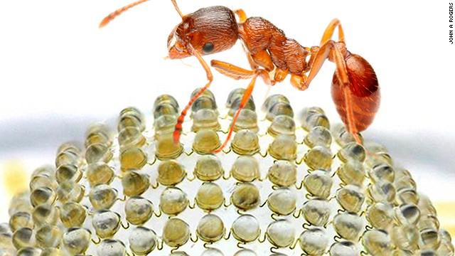 Scientists building bug POV digital camera - SlashGear