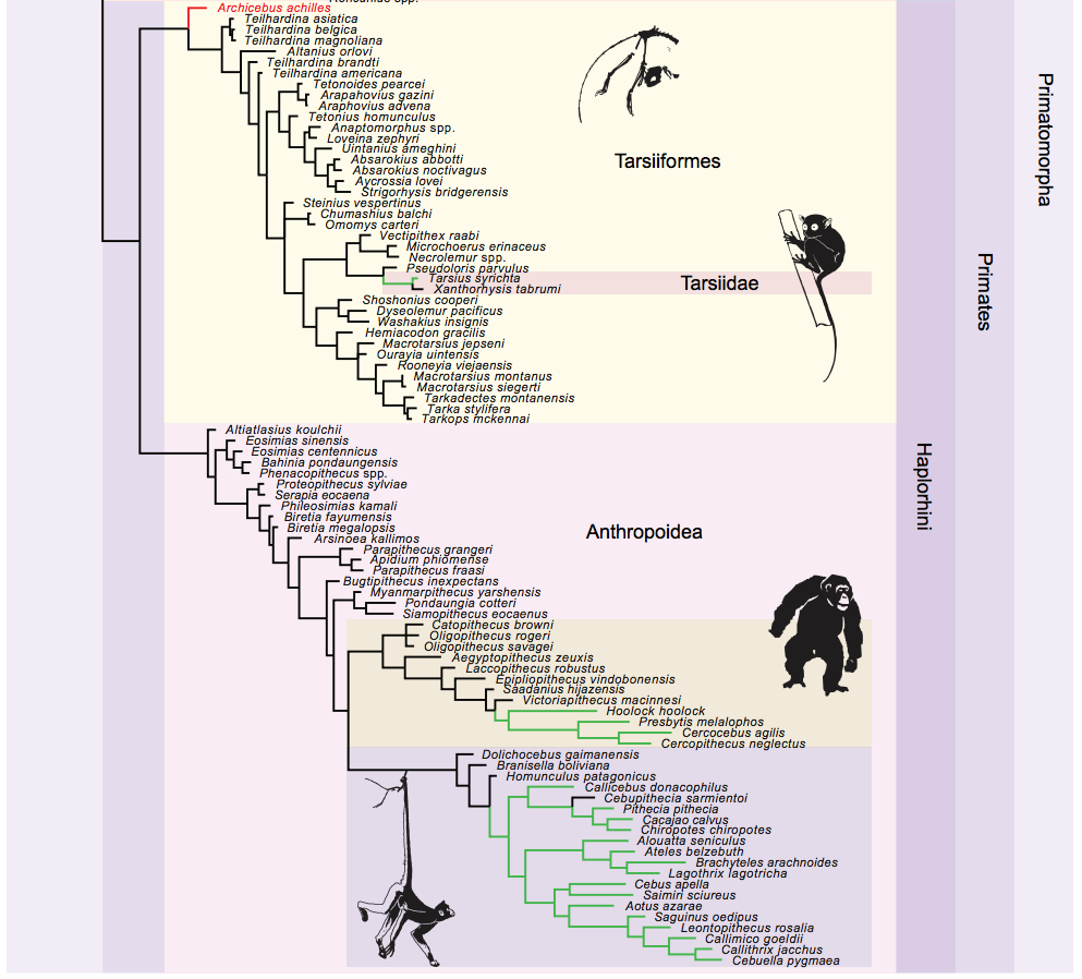 Oldest Primate Fossil Found: How These Bones Could Be "Evolutionary ...