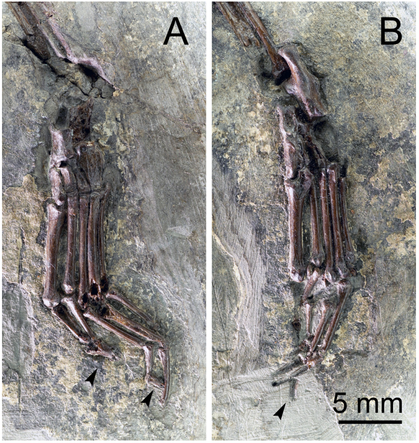 Oldest primate fossil found: how these bones could be "evolutionary ...