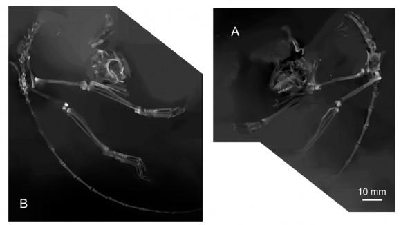Oldest primate fossil found: how these bones could be "evolutionary ...
