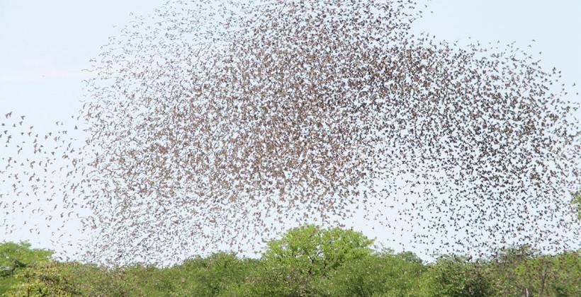 Researcher demonstrate a flock of autonomous flying drones - SlashGear