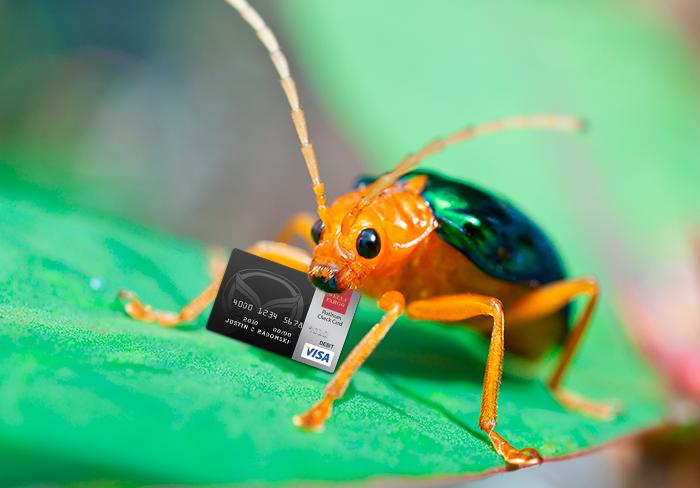 Acid-spitting beetle could make ATMs more secure - SlashGear
