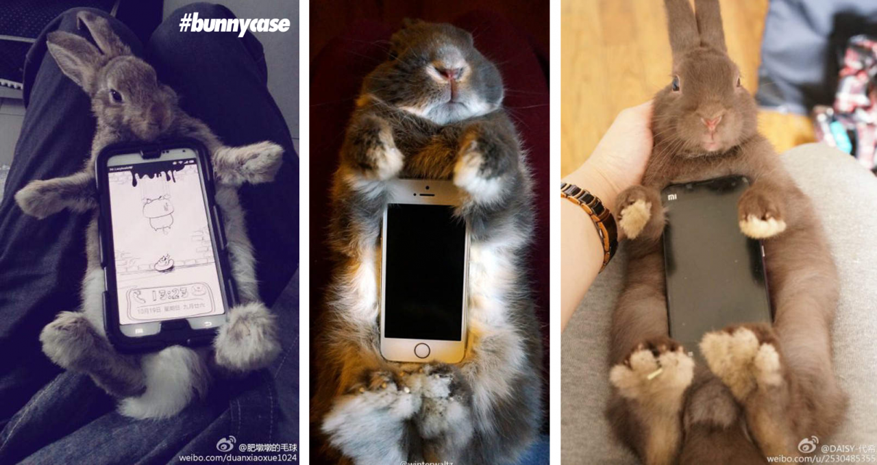 Real Bunny Smartphone Case: behold, the newest tech trend - SlashGear