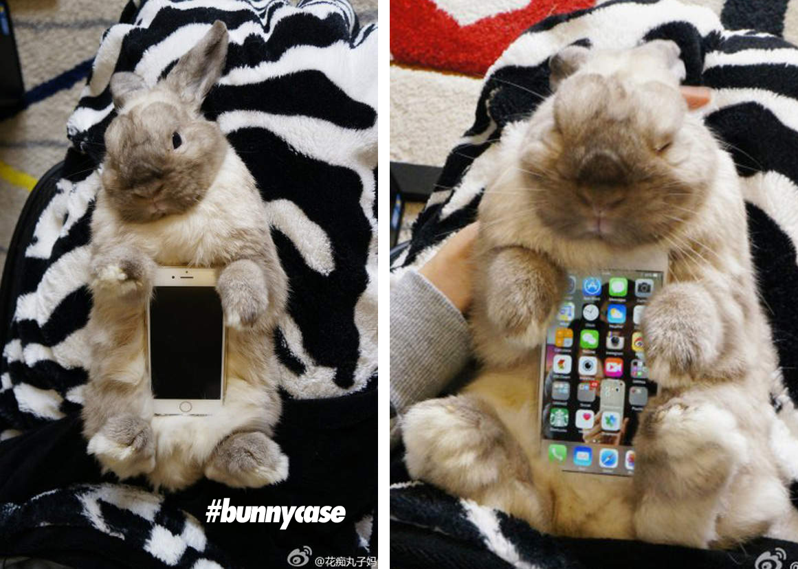 Real Bunny Smartphone Case: behold, the newest tech trend - SlashGear