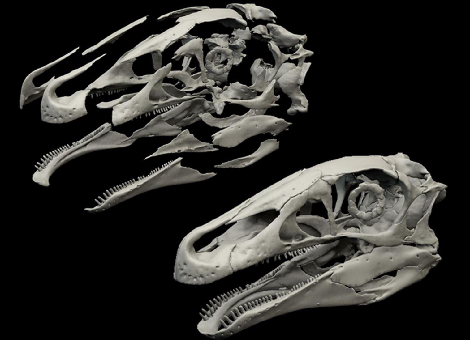 Dinosaur skull's 3D digital restoration brings wide access to ...