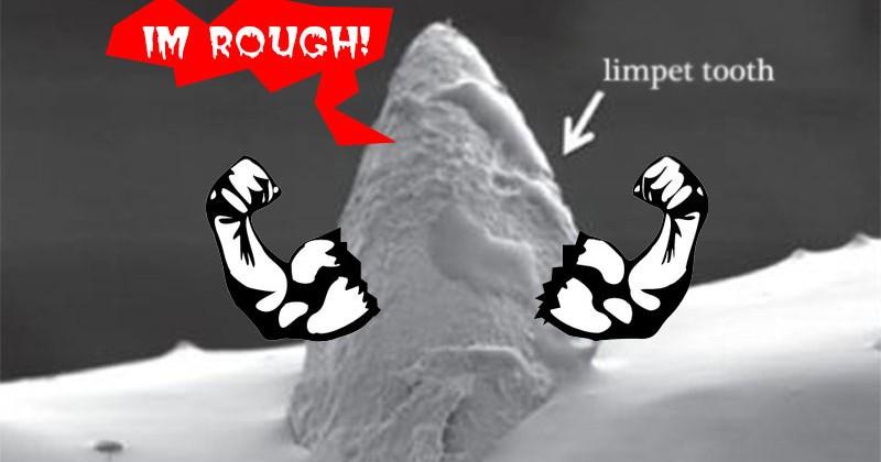 Limpet teeth: the new World's Strongest Material - SlashGear