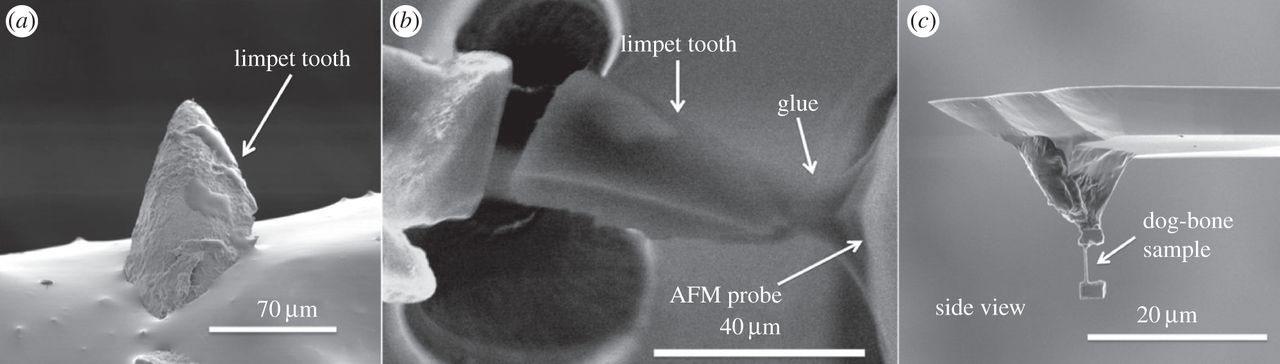 Limpet teeth: the new World's Strongest Material - SlashGear