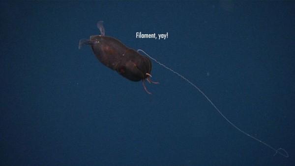 Vampire Squid feeds upon waste, blasts eggs - SlashGear