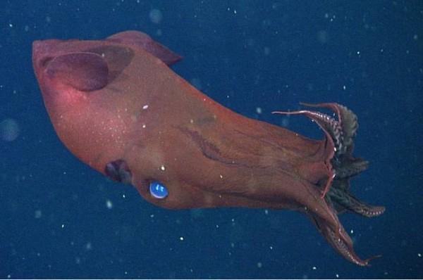 Vampire Squid feeds upon waste, blasts eggs - SlashGear