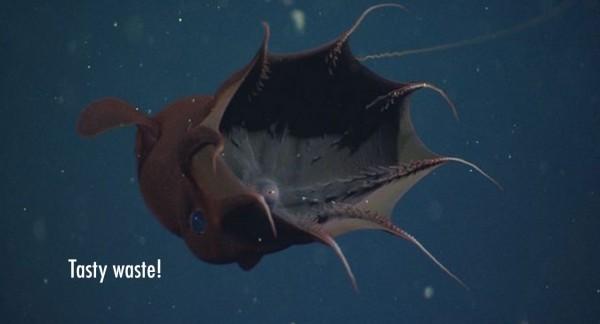 Vampire Squid feeds upon waste, blasts eggs - SlashGear