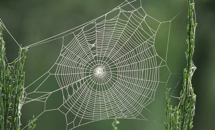 Spiders spiked with graphene weave ultra-strong webs - SlashGear