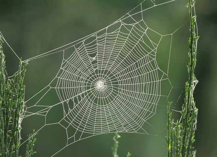 Spiders spiked with graphene weave ultra-strong webs - SlashGear