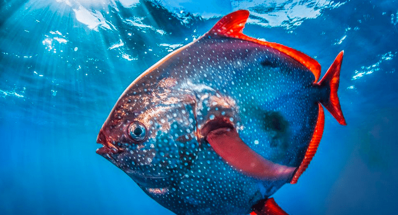 Moonfish found to be first warm-blooded fish - SlashGear