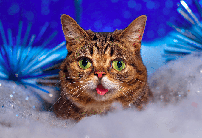 Lil Bub the cat will have her genome sequenced - SlashGear
