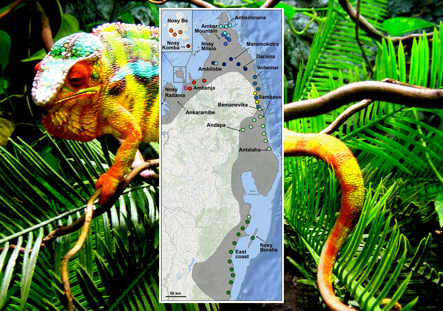 11 chameleon species newly split from one - SlashGear