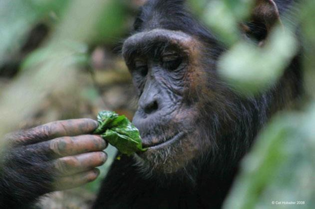 Watch a chimp drink alcohol for science - SlashGear