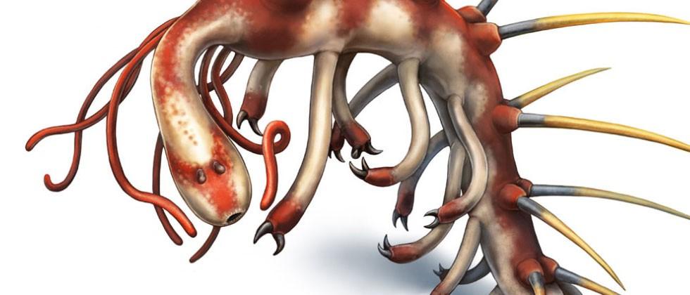Spike-back worm Hallucigenia's head found after 38 years - SlashGear