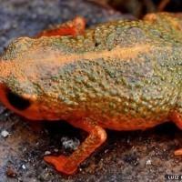 Seven new frog species discovered in Brazil - SlashGear