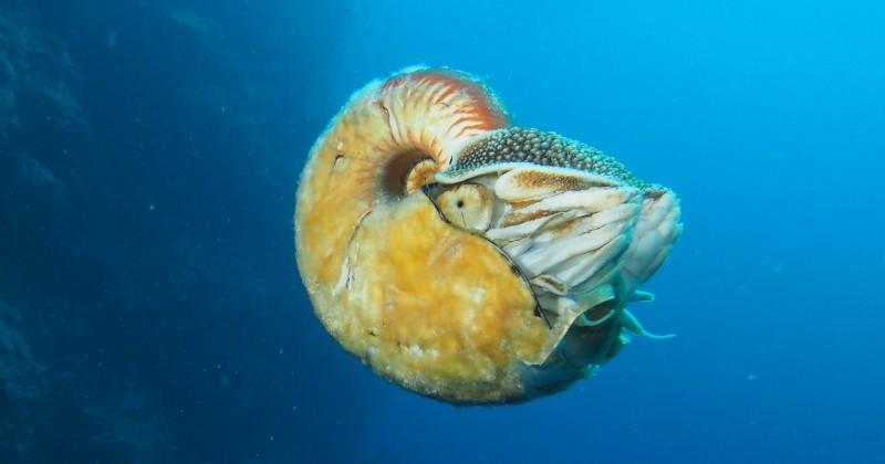 Biologist sees rare nautilus for the 2nd time after 30 years - SlashGear