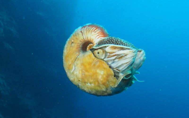 Biologist sees rare nautilus for the 2nd time after 30 years - SlashGear