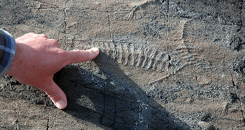 Scientists turn up oldest evidence of animal reproduction - SlashGear