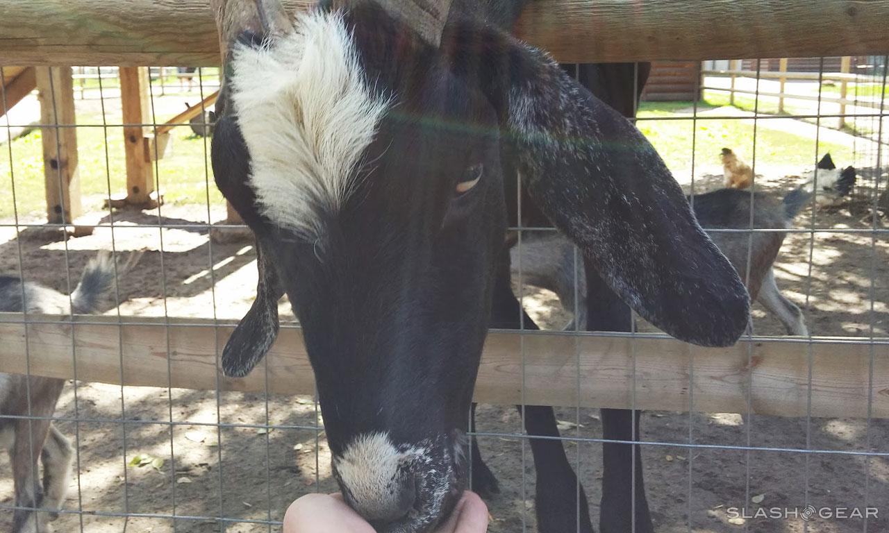 Study shows why goat eyes have horizontal pupils - SlashGear