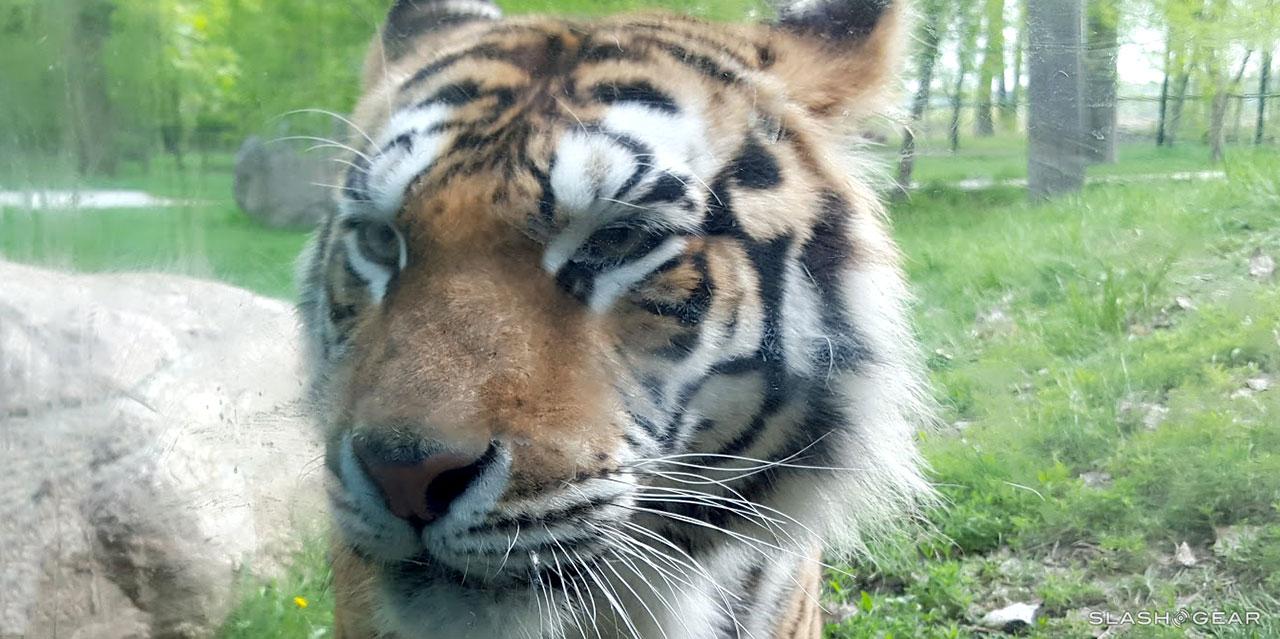 Study shows why goat eyes have horizontal pupils - SlashGear