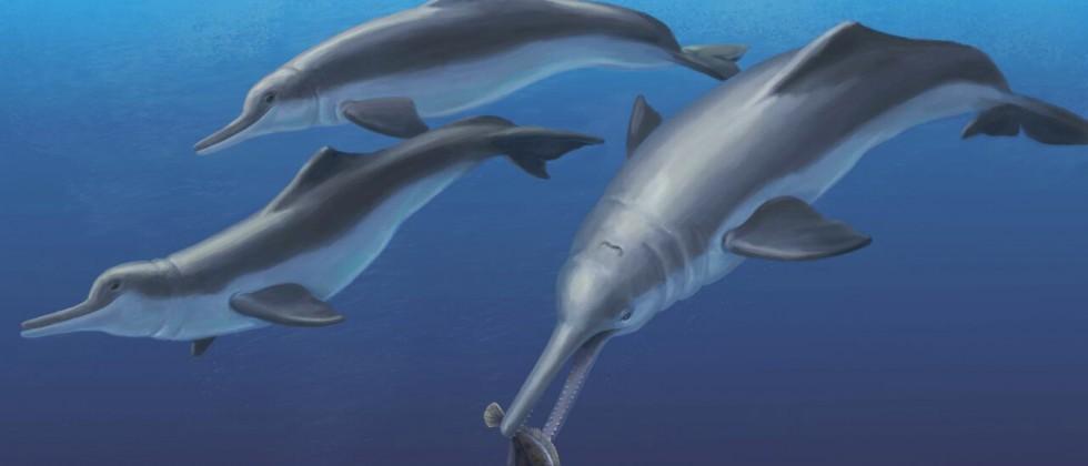 Fossils of unknown ancient dolphin species discovered in Panama - SlashGear