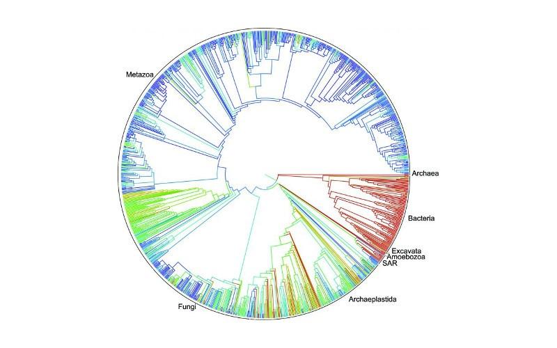 "Tree of Life" of all known living organisms takes root - SlashGear