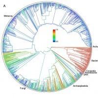 Circular Tree of Life is Wiki for all evolutionary history - SlashGear