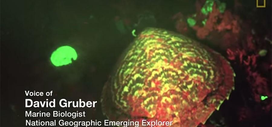 Scientists discover biofluorescent sea turtle - SlashGear