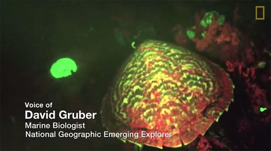 Scientists discover biofluorescent sea turtle - SlashGear