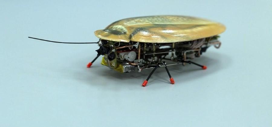 Russian researchers make realistic robot cockroaches - SlashGear