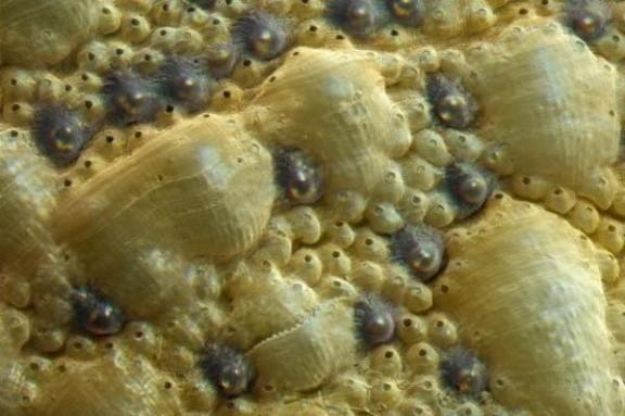 Meet the mollusk with eyes in its shell - SlashGear
