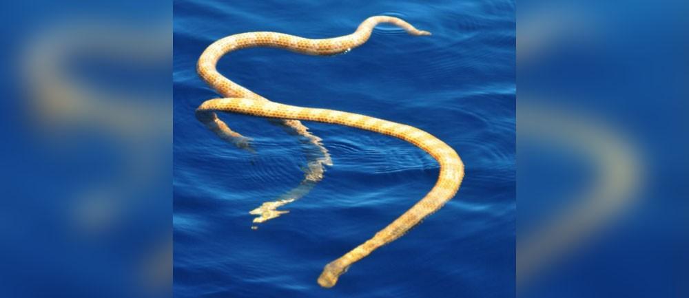 Newly discovered sea snakes take species off extinction list - SlashGear