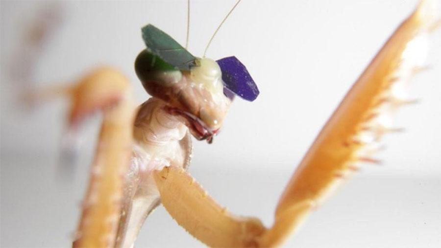Scientists fit Praying Mantises with 3D glasses for vision testing ...