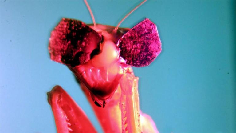 Scientists fit Praying Mantises with 3D glasses for vision testing ...