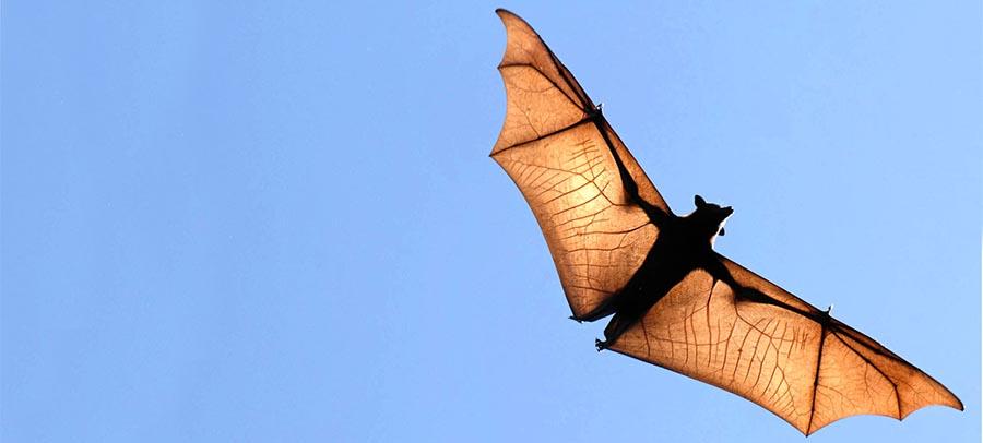 New MAV membrane wings use electricity to change shape - SlashGear